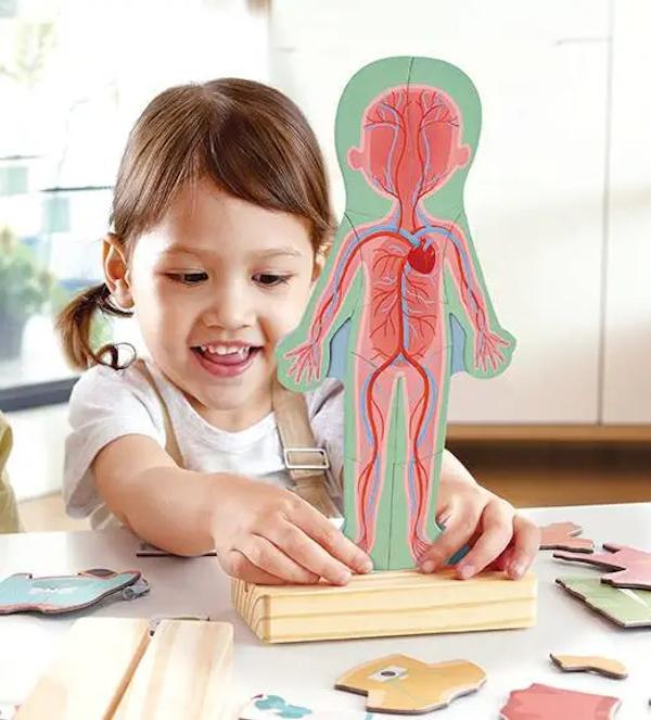 Human Body Magnetic Puzzle Set