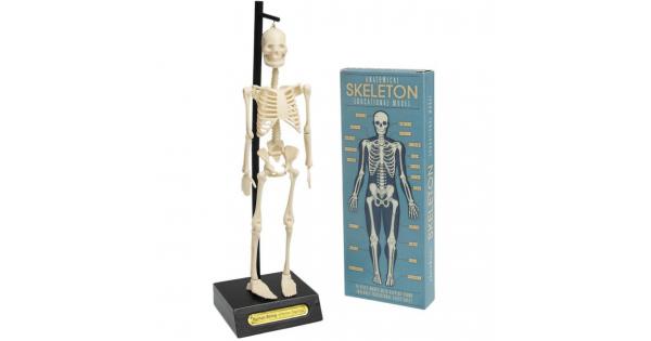 Anatomical Skeleton Educational Model